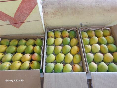 Organic Fresh Devgad Hapus Mango For Human Consumption At Rs 800 In Mumbai Id 7414911