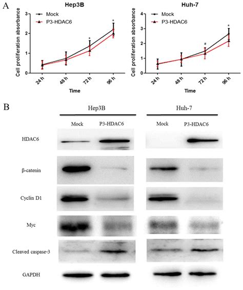 Overexpression Of Hdac6 Suppresses Tumor Cell Proliferation And