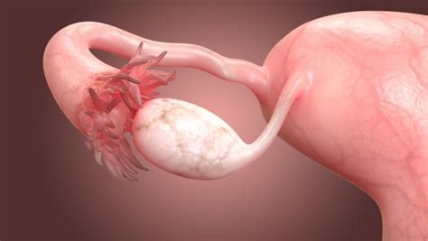 What Is Fertilization How Do The Sperms Meet The Eggs Process