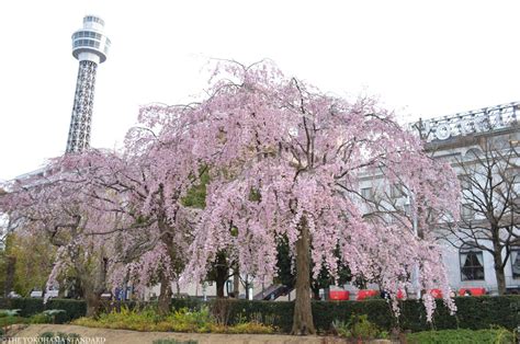 The Yokohama Standard