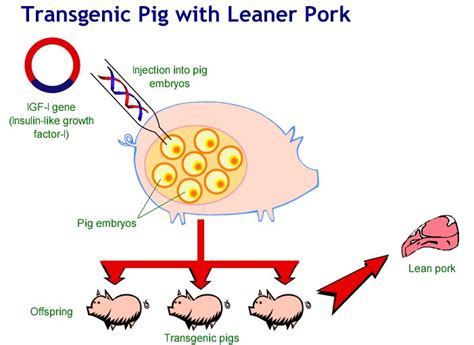 A Transgenic Organism Is Transgenic Organism And Protein Synthesis
