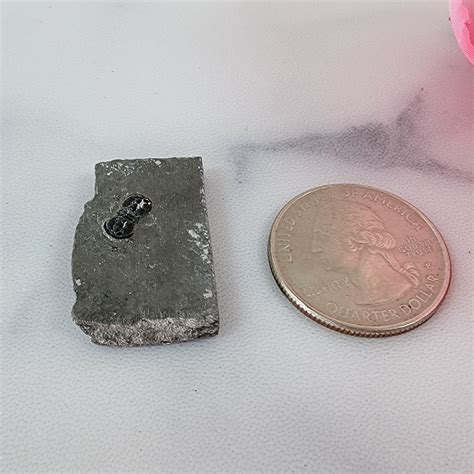 Trilobite Natural Prehistoric Fossil Mini Specimen Heroides Crystal Gemstone Shop