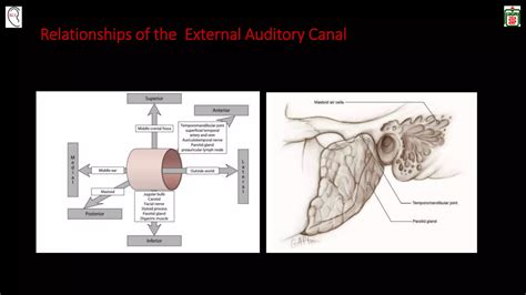 Anatomy Of External Auditory Canal Pptx