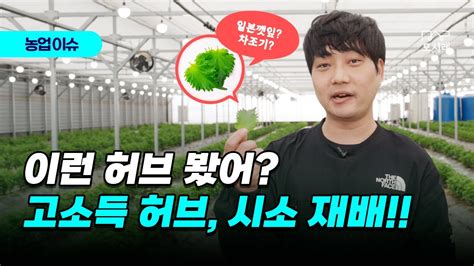 고소득 허브 🌿시소 재배 수요up│차조기│허브재배│경기도 광주 귀농귀촌│일본깻잎│농작물추천│정복농장│시소차│차조기차│자소엽차