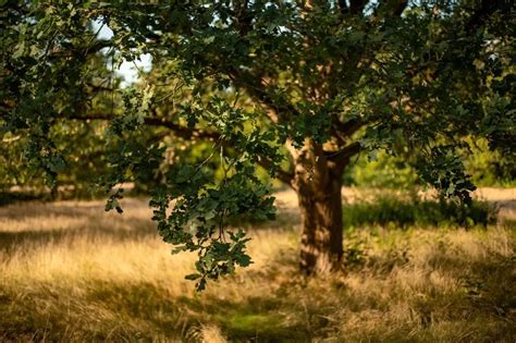 Oak Tree Pruning Tips For Long Term Maintenance