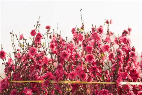 春节来荔湾，看尽这迷人眼的花花世界！