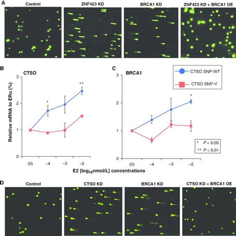 A Comet Assays For Knockdown Kd Of Znf423 With Or Without Brca1