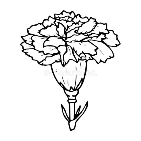 Dibujo Del Contorno De Flor De Clavel Negro Aislado En Fondo Blanco
