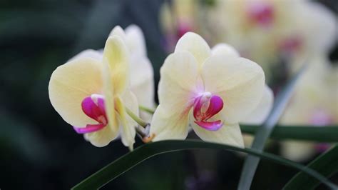 Este es el truco para que las orquídeas florezcan todo el año