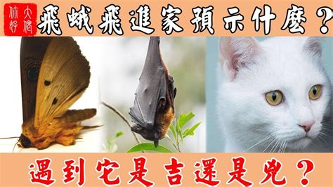 飛蛾飛進家裡預示什麼？遇到這些小動物是吉還是兇？ Youtube