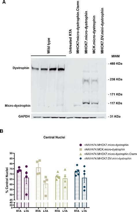 Figure 3 From Expression And Function Of Four Aav Based Constructs For