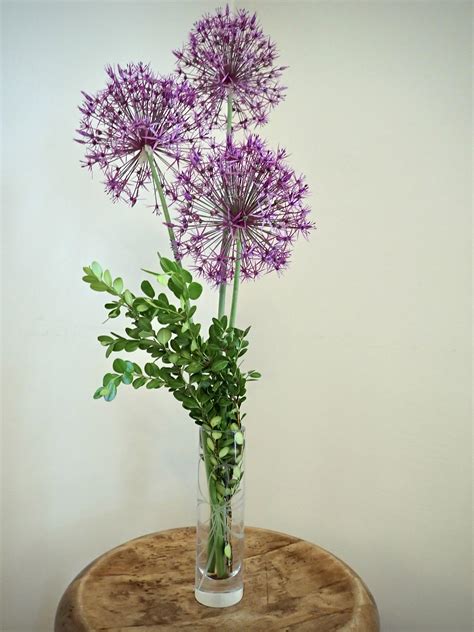 Love Seeing The Allium In Full Bloom This Time Of Year Rflowers