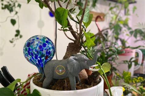 How To Collect Fern Spores To Grow New Ferns Indoor Plants For Beginners