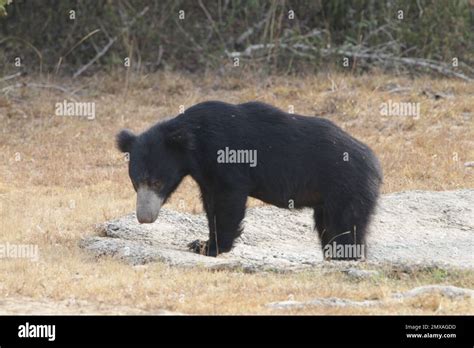 Sri Lankan Sloth Bear In Thw Wild Visit Sri Lanka Stock Photo Alamy