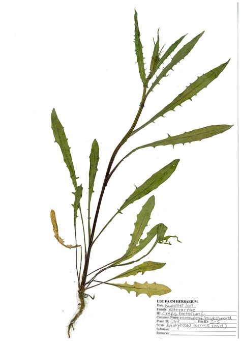 Narrowleaf Hawksbeard Cultivating Forest Stewardship