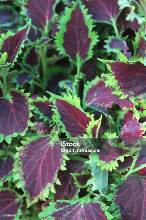 관 엽 식물에 장식 녹색과 붉은 구조물이 잎의 이미지 연간 여름 정원 침구 식물 성장 플라스틱 화분 멀티 컬러 단풍 벽지의 구조물이 잎 화분의 배경 햇빛에 성장 그려진 쐐기