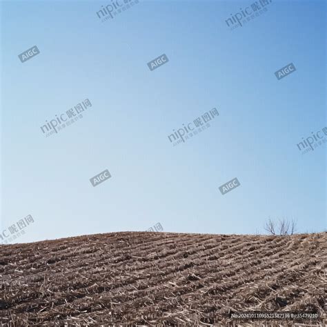 Ai创作图冬小麦田园风光 农田冬小麦 冬天枯黄草地 东北大地田地田野 初冬隆冬小麦 蓝天森林黄土地 深秋田野风光 田野秋天秋色 冬季田野风光 冬季麦田田野 冬小田园风光 黄土地背景素材 冬天枯