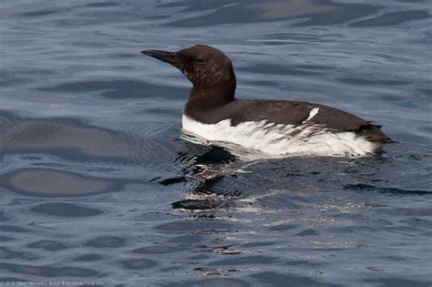 Common Murre Ebirdr