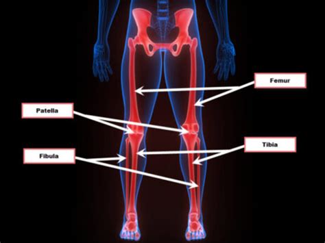 Leg Bone Anatomy