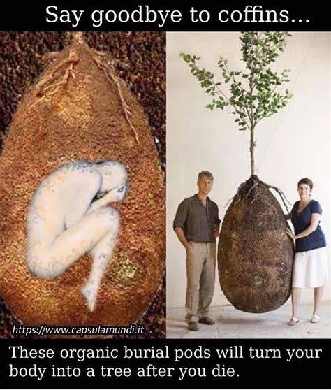 This Bio Degradable Burial Pod Can Change The Human Body Into A Tree Artofit