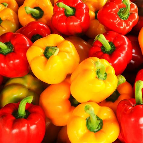 Sterilovaná paprika