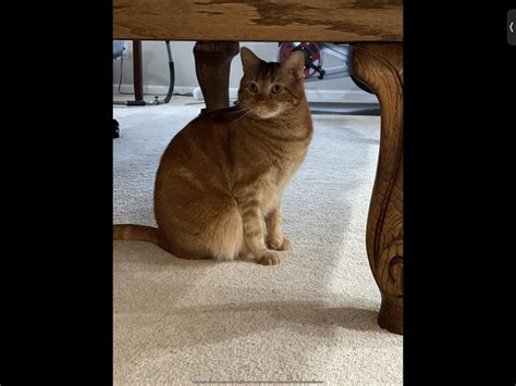 Big Guy Caught His First Mouse Rcats