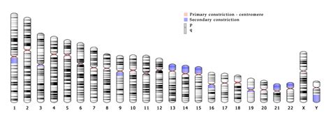人类基因组计划发现的8大真相 知乎