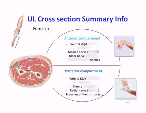 Diagram Of MSS Week 13 Forearm Overview Quizlet