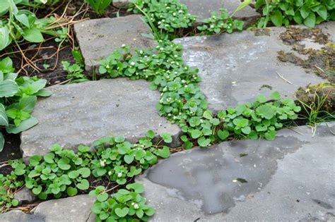 Individual Planting Ground Cover Plants Between Garden Stepping Stones