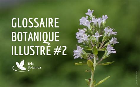 Glossaire Botanique Illustré 2 Lettres E à J Botachezmoi Tela