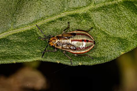 Premium Photo Seed Bug Nymph