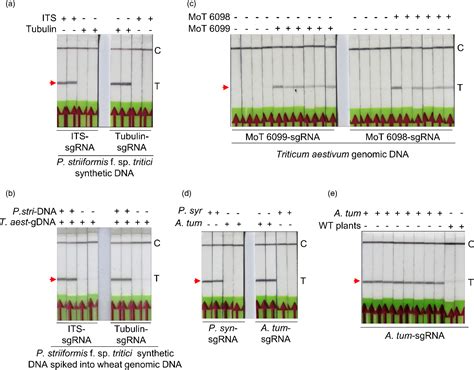 Figure 5 From A Crispr‐based Lateral Flow Assay For Plant Genotyping And Pathogen Diagnostics
