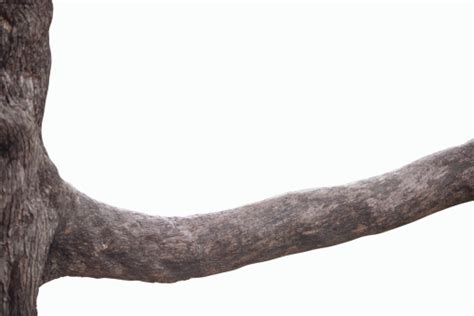 🥇 Image Of Old Tree Trunk Clipart Overlay Png 【free Photo】 100035829