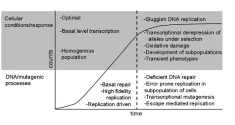 Rdt Lecture 4 Preparation Of Dna For Cloning Flashcards Quizlet