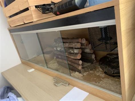Ball Python With Optional Viv Ukpets