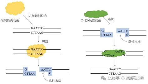 生命密码dna，神奇组分碱基对！ 知乎
