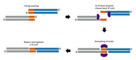 Introduction To Molecular Cloning Methods Geneious