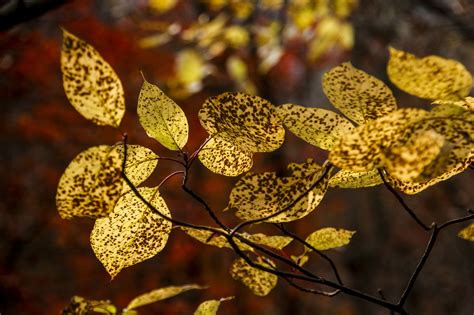 단풍 가을 Pixabay의 무료 사진 Pixabay