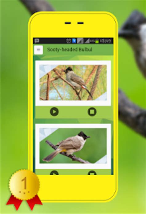 Sooty Headed Bulbul For Android Download