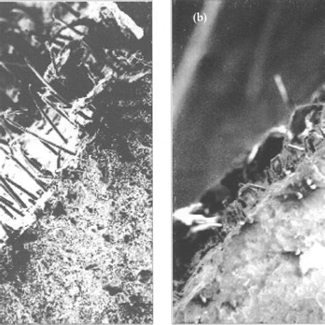 Fiber Protrusion Lengths Of Extruded A 2 Mm B 6 Mm Fiber Download Scientific Diagram