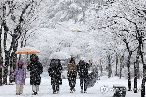 화요일 동해안·강원산지 대설최대 10㎝ 이상 적설 나무뉴스