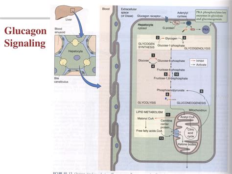 Ppt The Endocrine Pancreas And Insulin Regulation Powerpoint