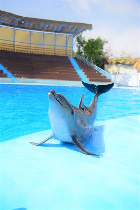 Dolphina Park Announces The Opening Of Its New Dolphinarium In Tanza