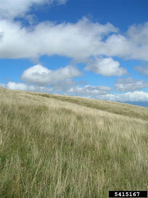 Anthoxanthum Odoratum L Idseed