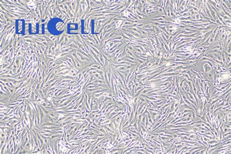 Bend3小鼠脑微血管内皮细胞株 上海葵赛生物科技有限公司shanghai Quicell Biotechnology Co Ltd