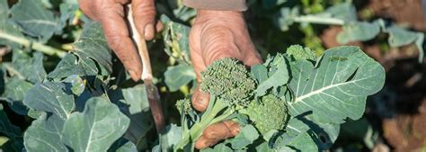 About Plant Production And Protection Food And Agriculture