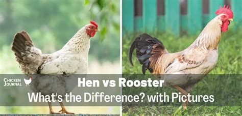 Hen Vs Rooster What S The Difference With Pictures