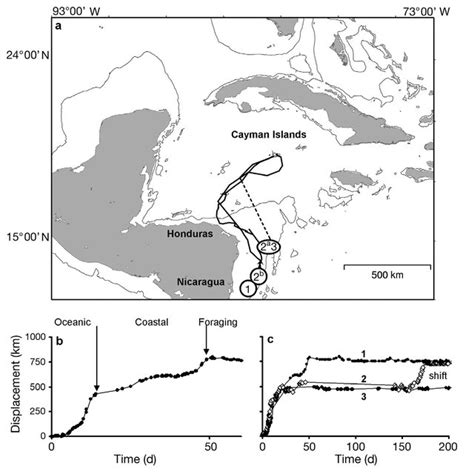 Chelonia Mydas A Green Turtle Migration Routes To Foraging Grounds