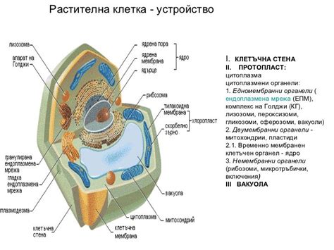 Физиология на растителната клетка 2