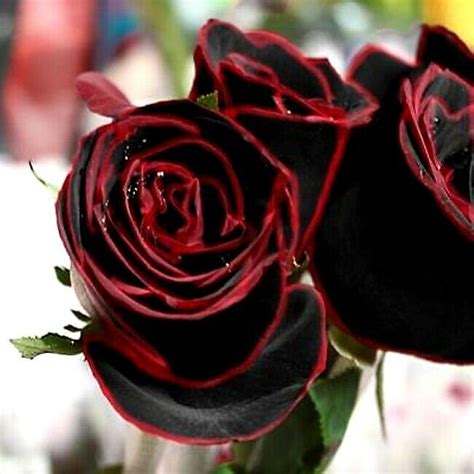 Rose Noire Et Rouge En Rose Et Noir Édition Permanente